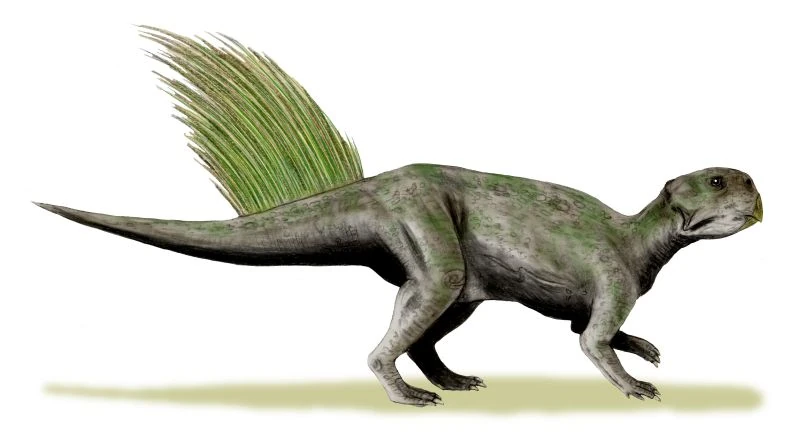 Psittacosaurus | DinosaursfromTriassic-Cretaceous Wiki | Fandom
