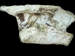 Apatodraco | Dinosaursofworld Wiki | Fandom