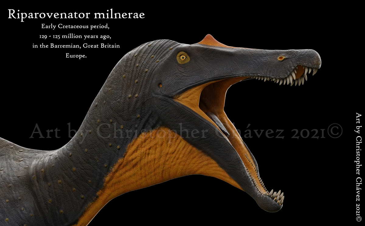 Riparovenator | Dinosaursofworld Wiki | Fandom