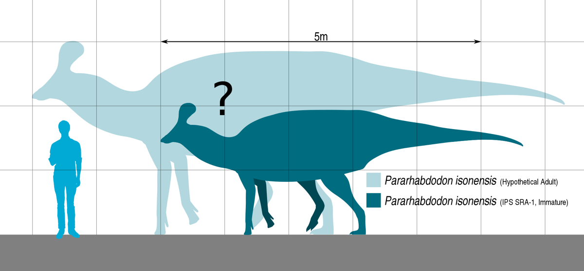 Pararhabdodon | Dinosaursofworld Wiki | Fandom
