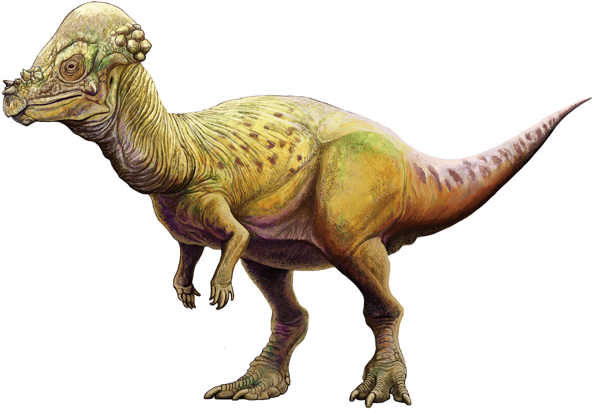 Pachycephalosaurus | Dinosaurs Wiki | Fandom