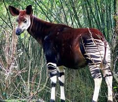 Okapi | Dinosaurswinxcharmed Wikia | Fandom
