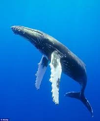 Humpback whales | Dinosaurswinxcharmed Wikia | Fandom