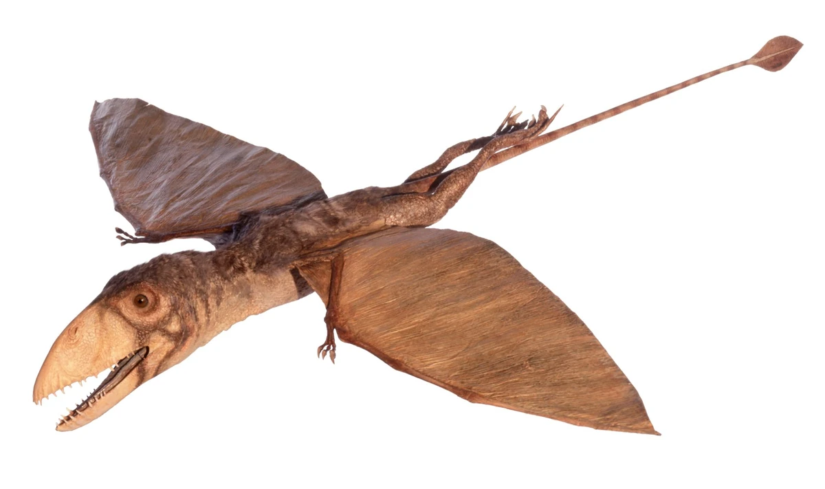 Dimorphodon | Dinosaurus: Dino Facts Wiki | Fandom