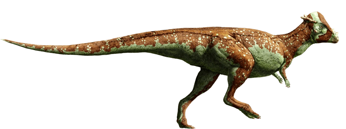 Pachycephalosaurus | Dinosauruspuisto Wiki | Fandom