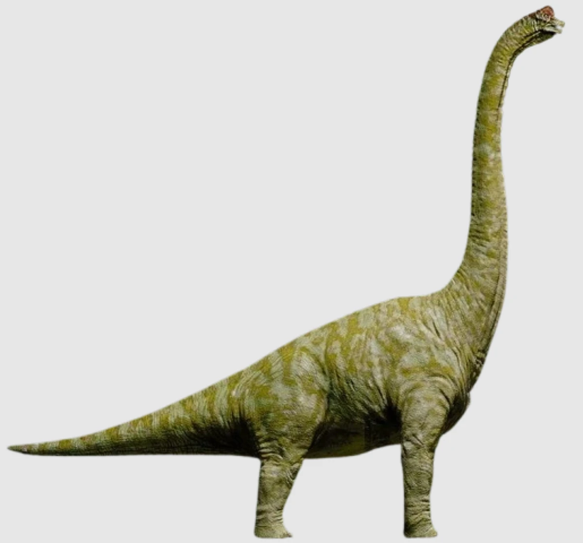 Brachiosaurus | Dinosauruspuisto Wiki | Fandom