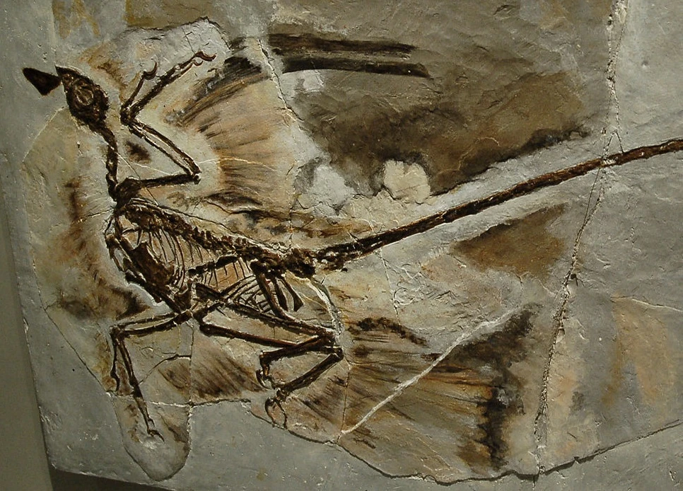 Microraptor | Dinosauruspuisto Wiki | Fandom