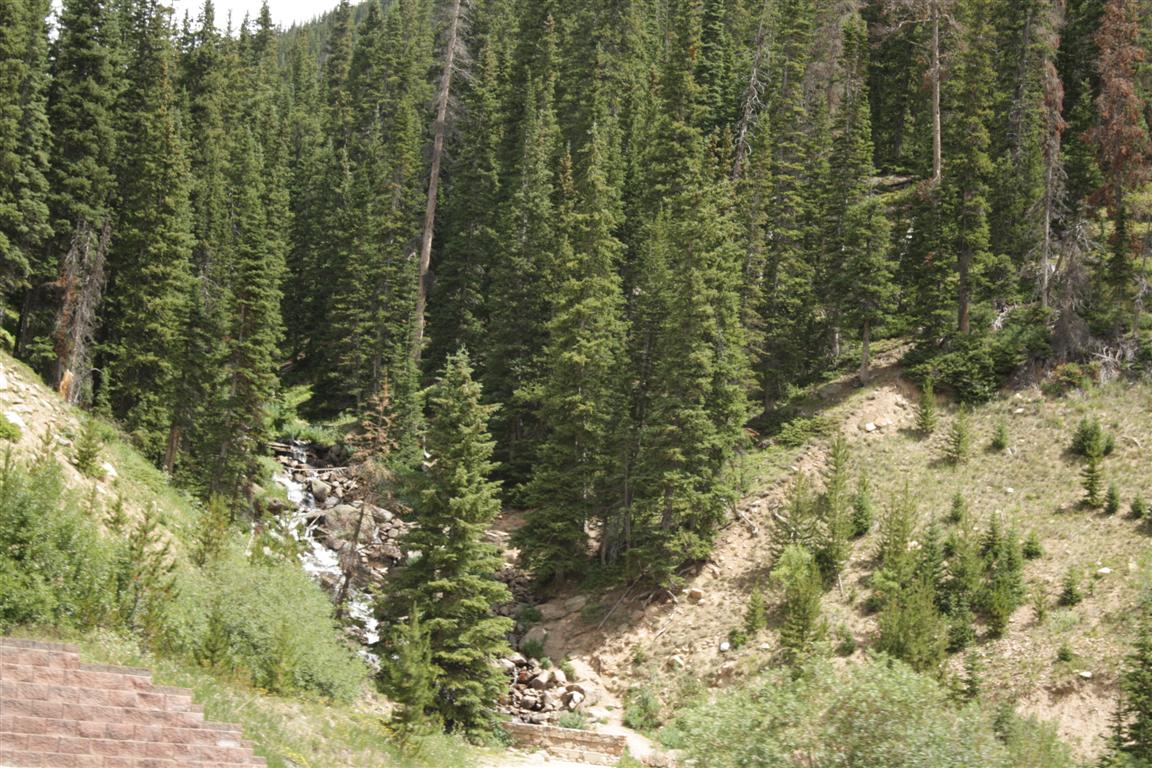 Bosque De Los Pinos Ardientes Wiki Dinoschool Fandom