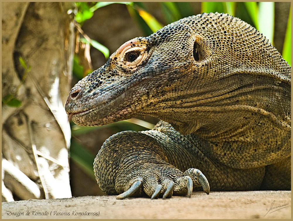 Dracos | Wiki Dinoschool | Fandom