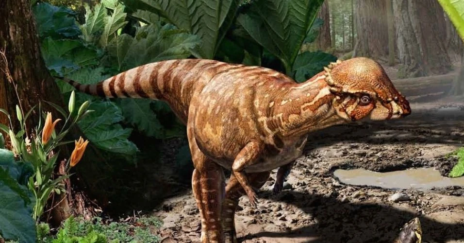 Acrotholus | Wiki pre-historia | Fandom