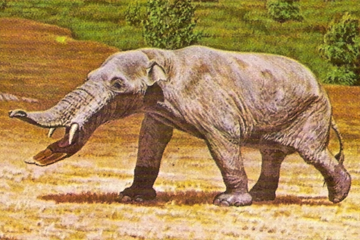 Amebelodon | Wiki pre-historia | Fandom