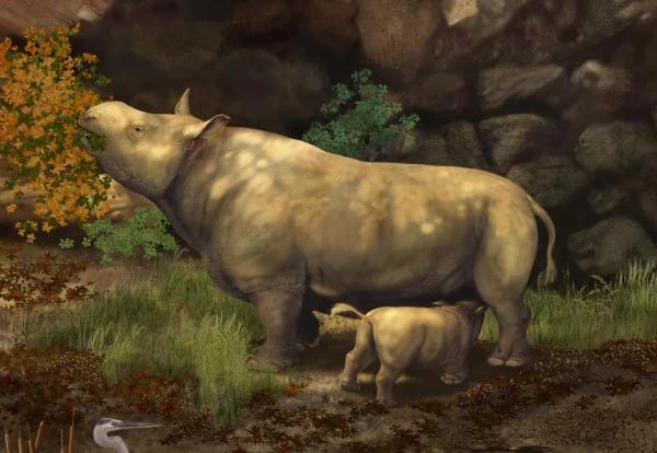 Teleoceras | Wiki pre-historia | Fandom