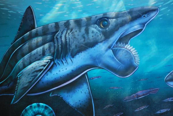 Helicoprion | Wiki pre-historia | Fandom