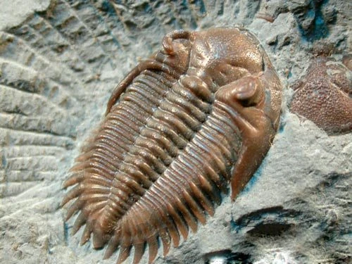 Trilobita | Wiki pre-historia | Fandom