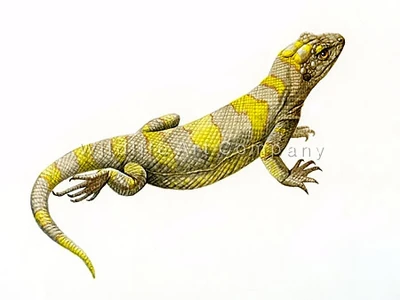 Ardeosaurus | Wiki Dinosurio | Fandom