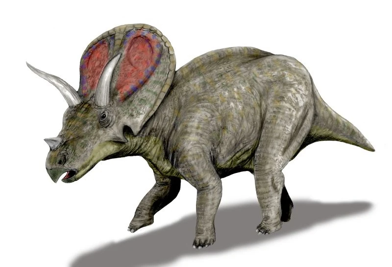 Torosaurus | Wiki Dinosurio | Fandom