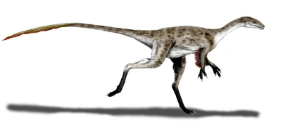 Coelurus | Wiki Dinosurio | Fandom