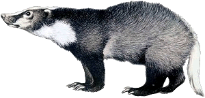 Didelphodon | Wiki Dinosurio | Fandom