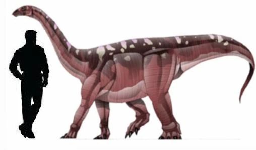 Blikanasaurus | Wiki Dinosurio | Fandom