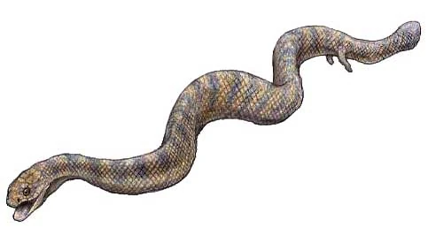Pachyrhachis | Wiki Dinosurio | Fandom