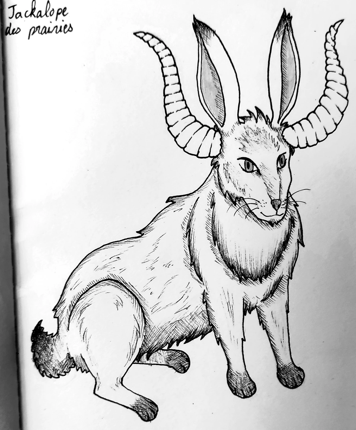 Jackalope des Prairies | Wiki Dibistan | Fandom