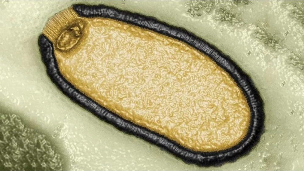 Pithovirus Hiberniticus | Wiki Dibistan | Fandom