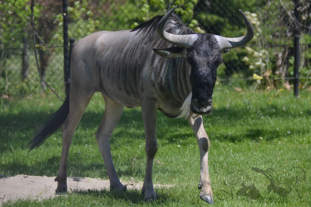 Blue Wildebeest | Discovery Kids Animals Wiki | Fandom