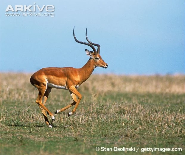 Impala | Discovery Kids Animals Wiki | Fandom