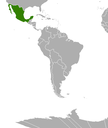 Feed México | Discovery Kids Wiki | Fandom