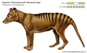User blog:Queen Armada/I am Khan of thylacine family cat | Discovery ...