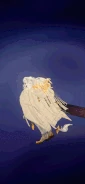 Esper gallery: Javid (Shamash) | Dislyte Wiki | Fandom