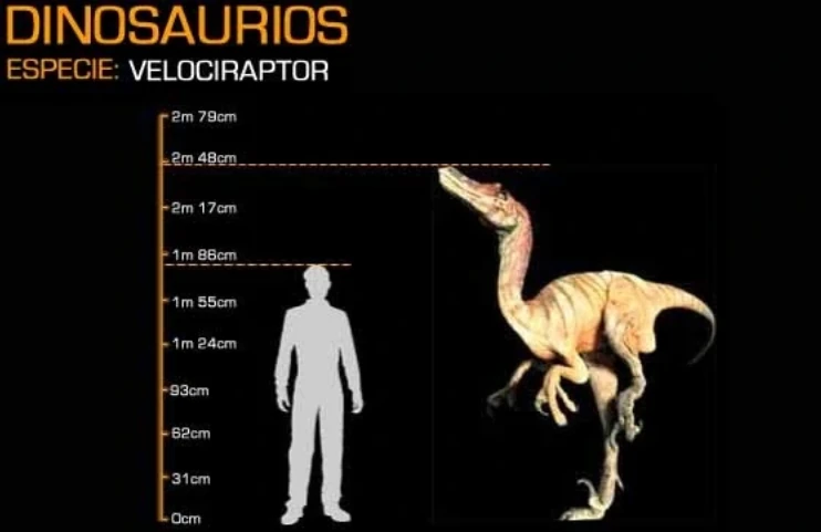 Velociraptor Size Chart