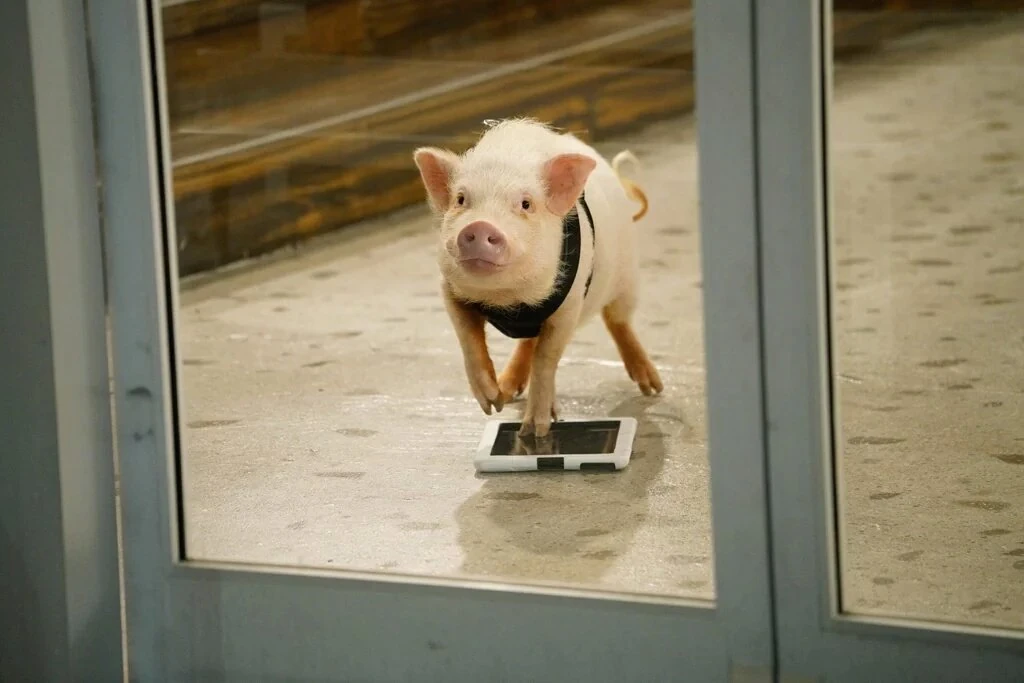 Petey | Disney Fan Fiction Wiki | Fandom