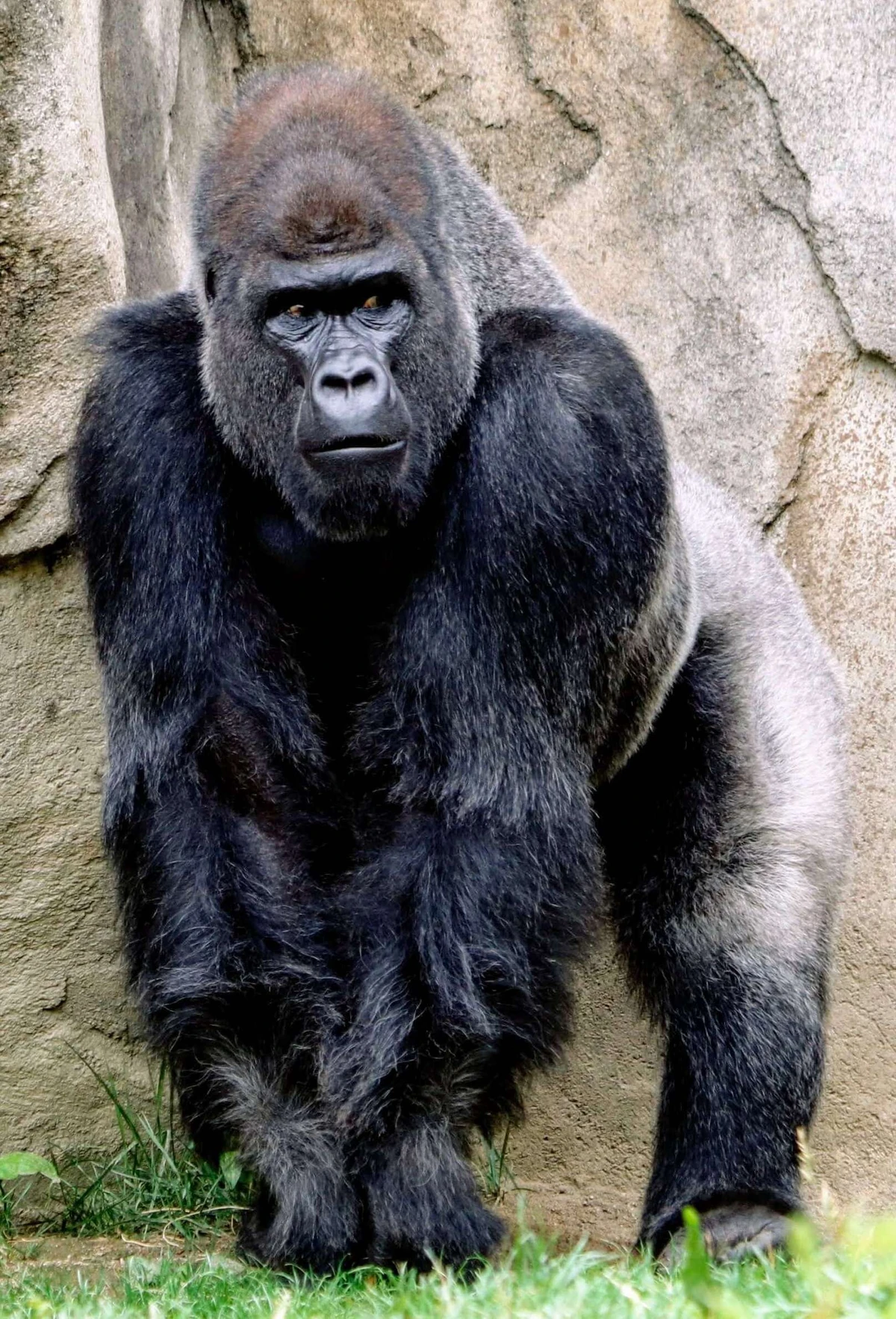 Kubwa | Disney Fan Fiction Wiki | Fandom