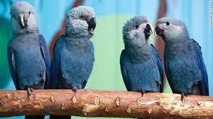 Spix Macaws | Disney Junior Random Episodes Wiki | Fandom