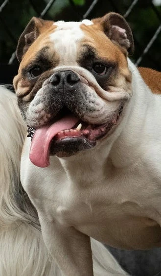 Bull | Disney Live Action Remakes Wiki | Fandom