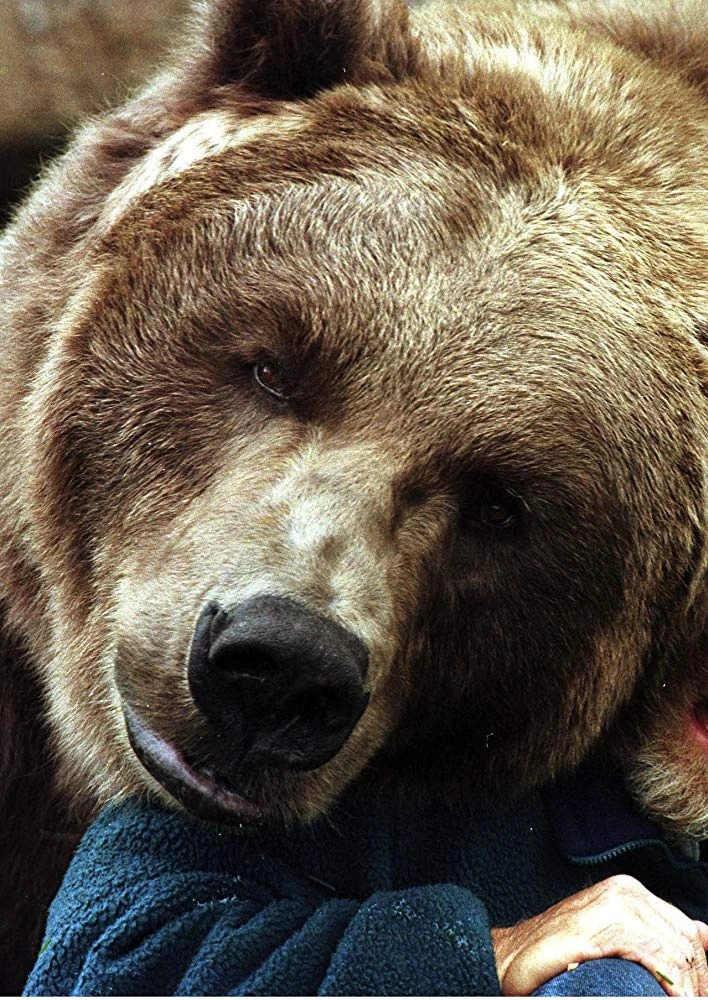 Bart the Bear | Disney Live Action Remakes Wiki | Fandom