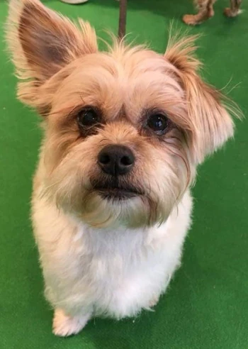 Gizmo | Disney Live Action Remakes Wiki | Fandom