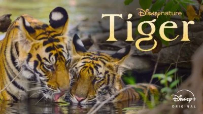 Tiger | Disney+ Australia Wiki | Fandom