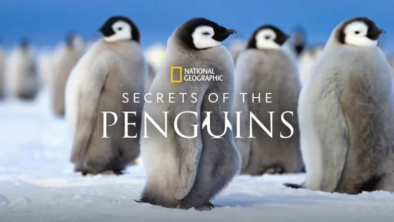 Secrets of the Penguins | Disney+ Australia Wiki | Fandom