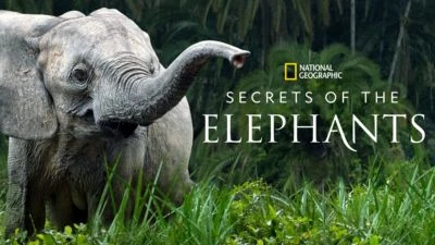 Secrets of the Elephants | Disney+ Australia Wiki | Fandom