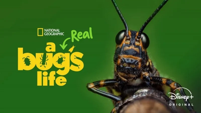 A Real Bug S Life Disney Australia Wiki Fandom