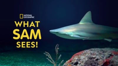 What Sam Sees! | Disney+ Australia Wiki | Fandom