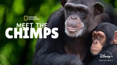 Meet the Chimps | Disney+ Australia Wiki | Fandom