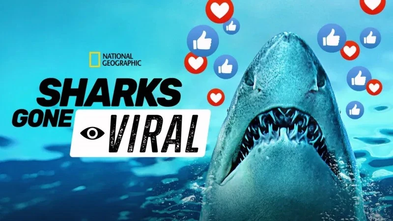 Sharks Gone Viral | Disney+ Australia Wiki | Fandom