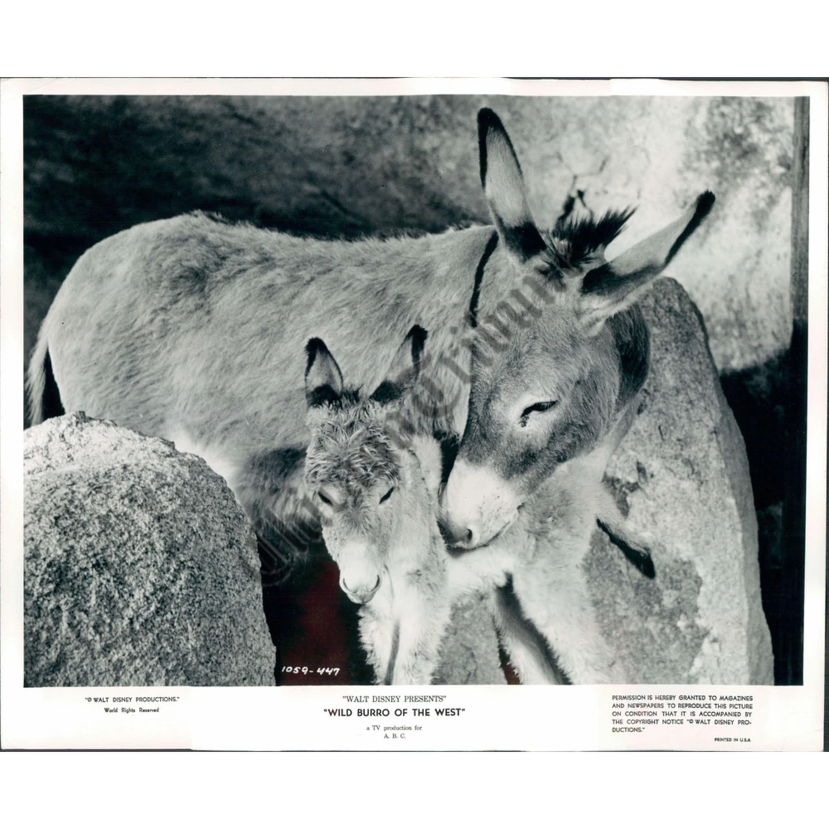 Wild Burro of the West | Disney Wiki | Fandom