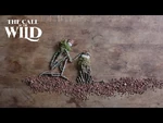 The Call of the Wild | Disney Wiki | Fandom