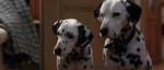 Pongo (101 Dalmatians) | Disney Wiki | Fandom