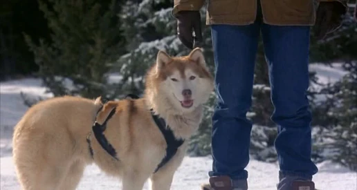 Duchess (Snow Dogs) | Disney Wiki | Fandom