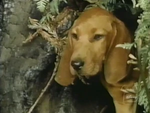 The Hound That Thought He Was a Raccoon | Disney Wiki | Fandom